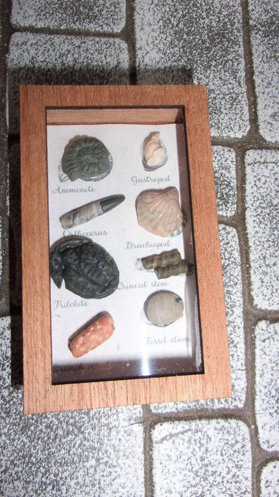 Fossil Display Case With Handmade Polymer Fossils 1:12th Dolls - Etsy UK