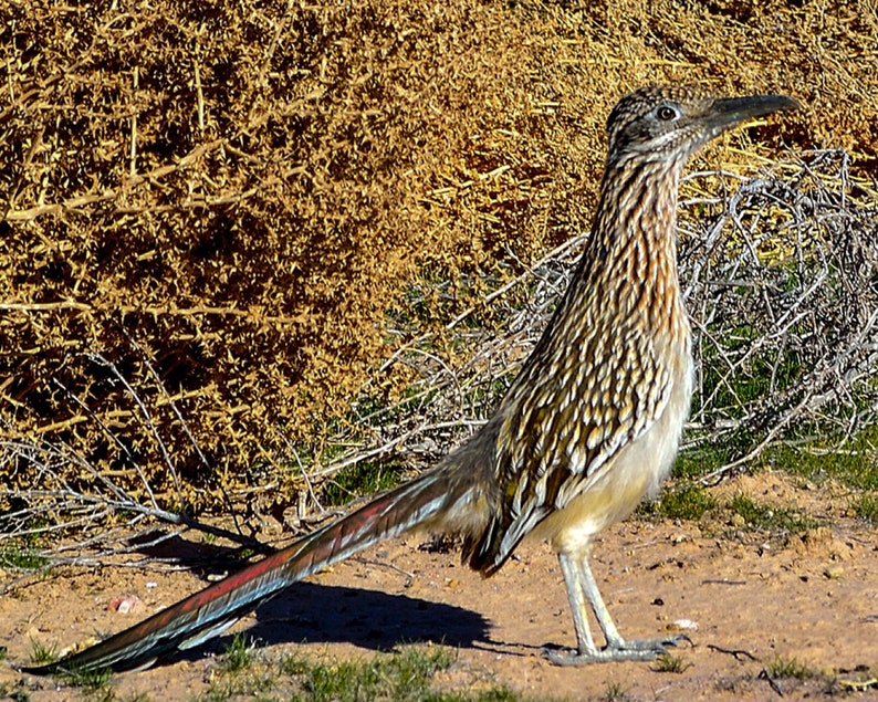 Road Runner Printable Art Wild Life Print - Etsy