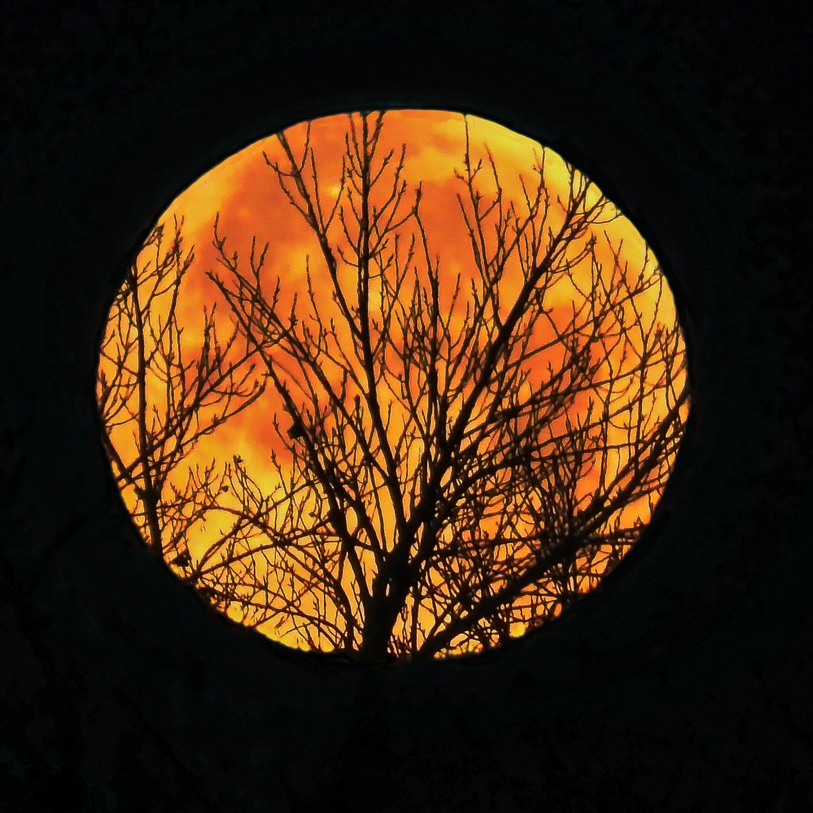 Silhouette on Harvest Moon, Harvest Moon, Moon, Silhouette, Tree ...