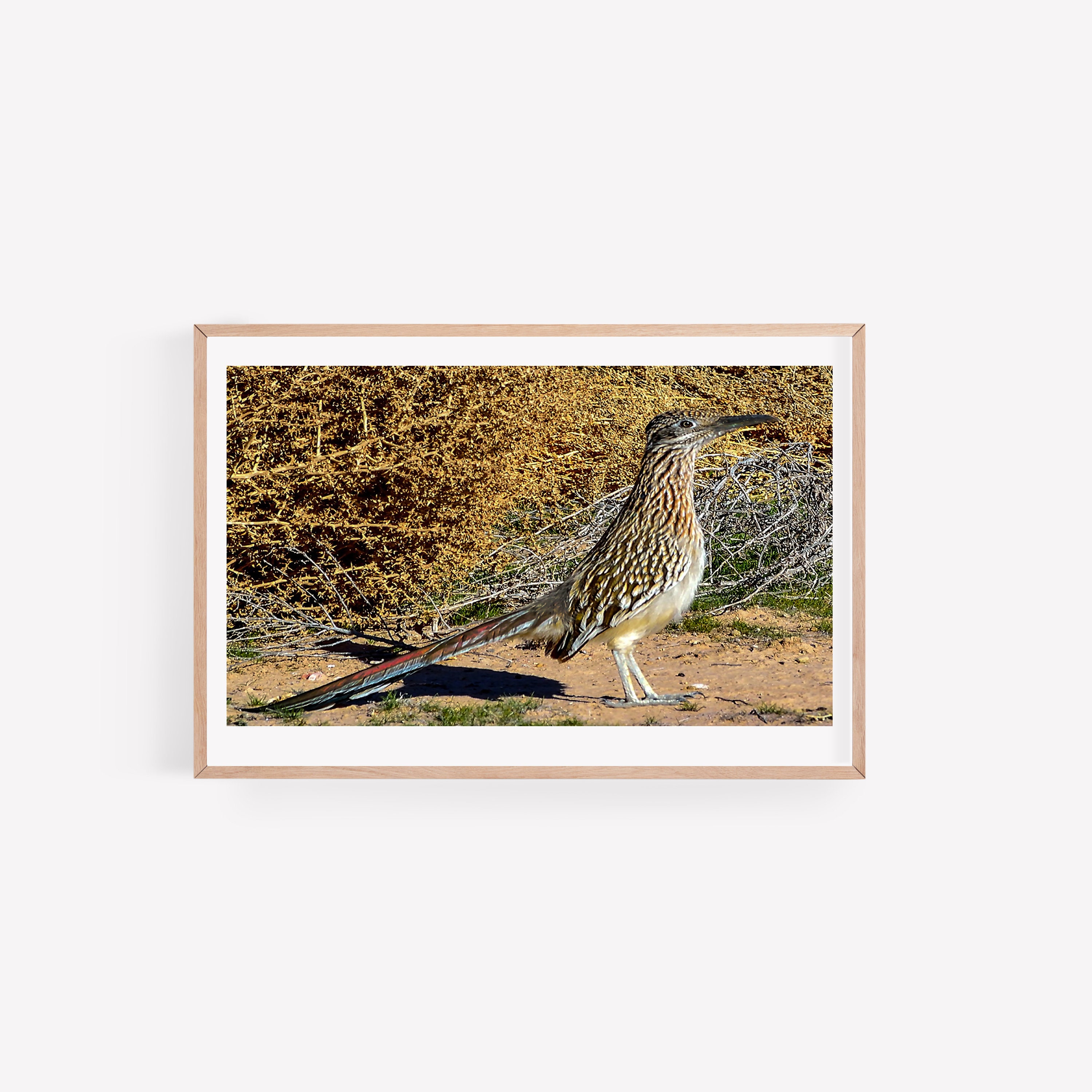 Road Runner Printable Art Wild Life Print - Etsy
