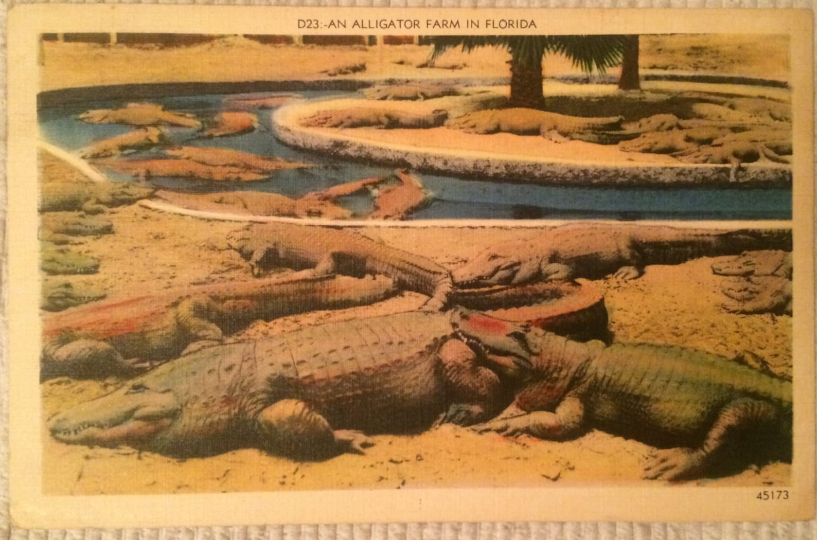 Vintage Postcard Alligator Farm in Florida - Etsy