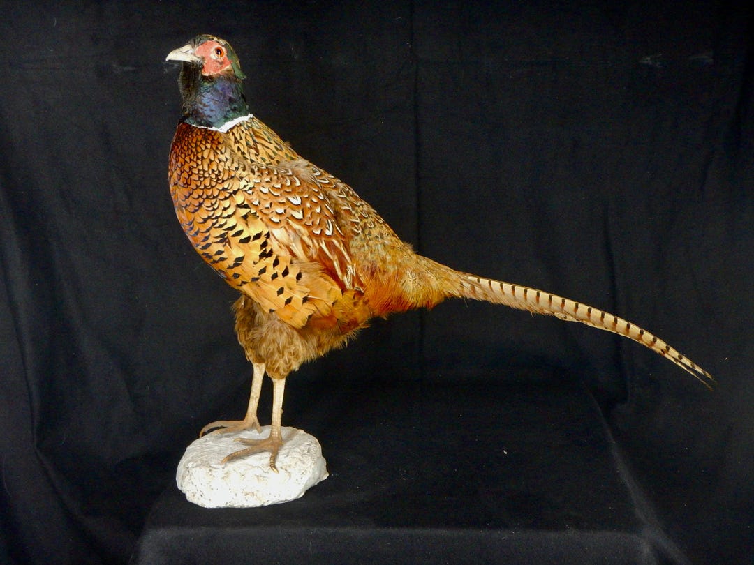 Taxidermy Ring Neck Pheasant Irish Antique Male Pheasant Beautifully ...