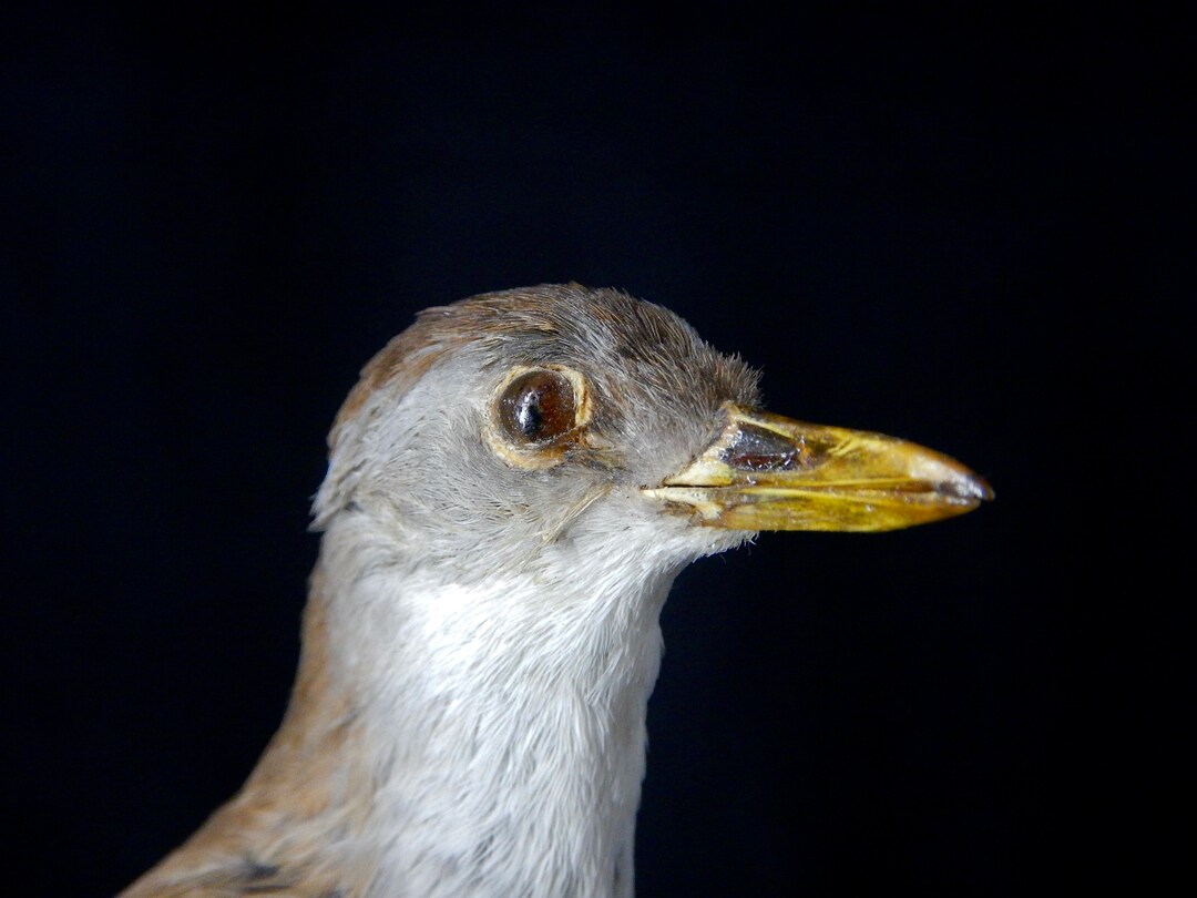 Antique Taxidermy Sandpiper 1930's French Antique Juvenile Actitus ...
