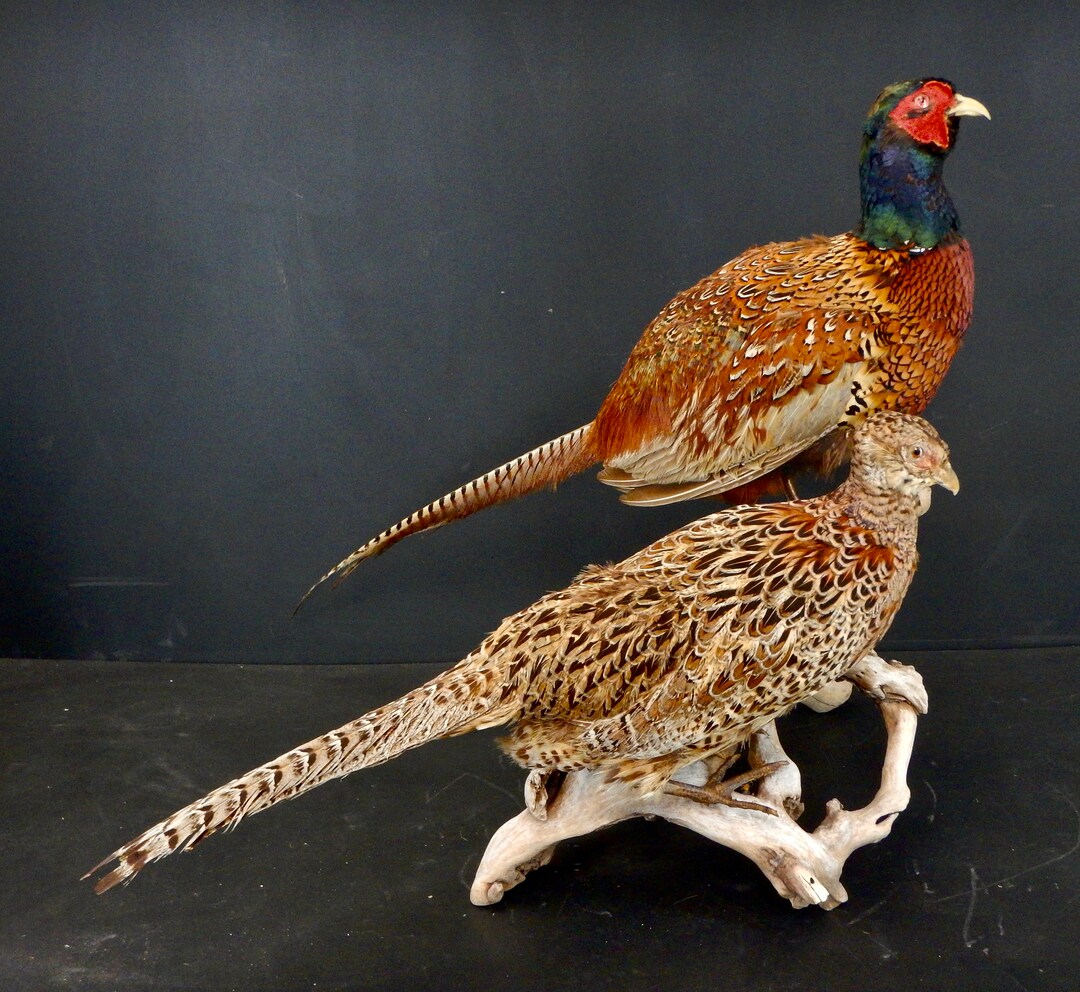 Antique Irish Taxidermy Display - A Gorgeous Irish Pair of Ring Necked ...