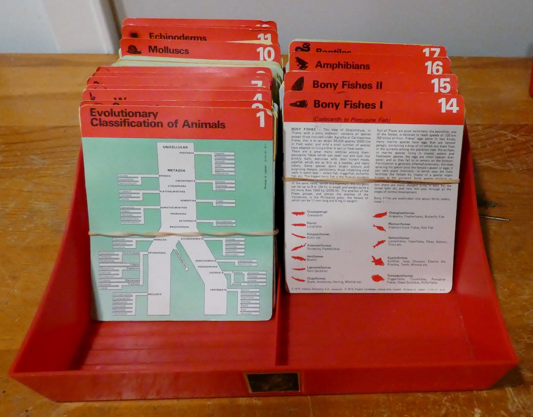 70s Safari Cards and Tray, Editions Recontre, 1-17 Title Cards, 807 ...