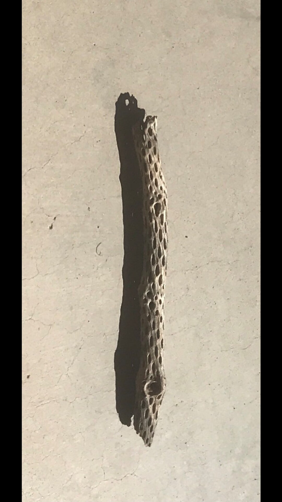All Natural Cholla Skeleton - Etsy