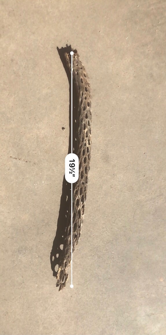 All Natural Cholla Skeleton - Etsy Australia