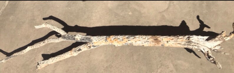 All Natural Cholla Skeleton - Etsy