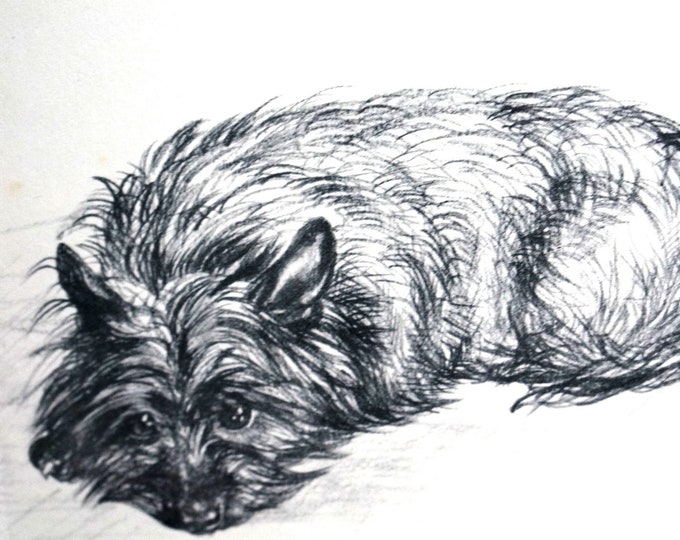 Cairn Terrier Matted Dog Art Print 1937 THE FAT ONE Vintage ...