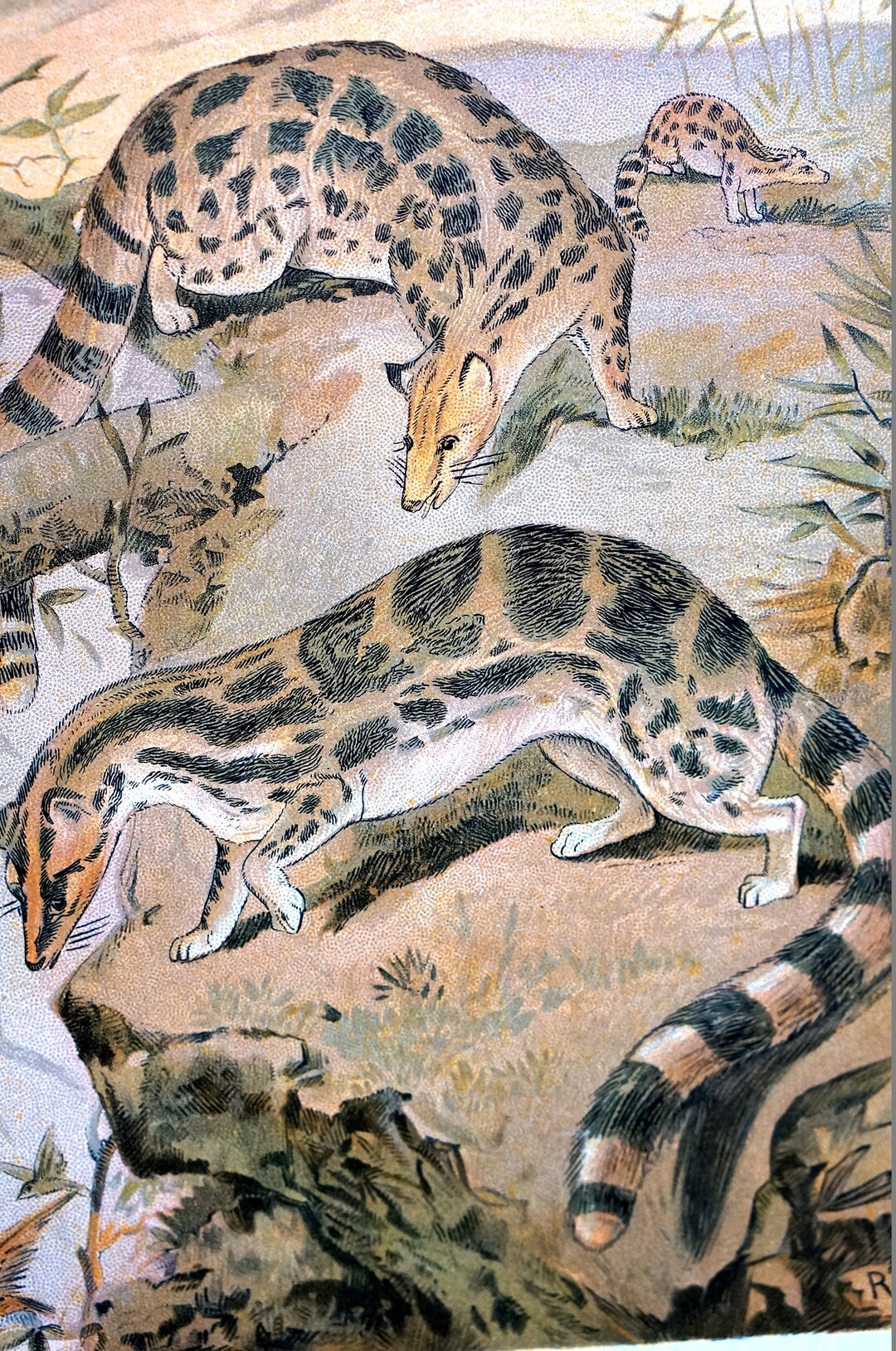 BANDED SPOTTED LINSANGS Print 1901 African Asian Prionodon Mammals Long ...