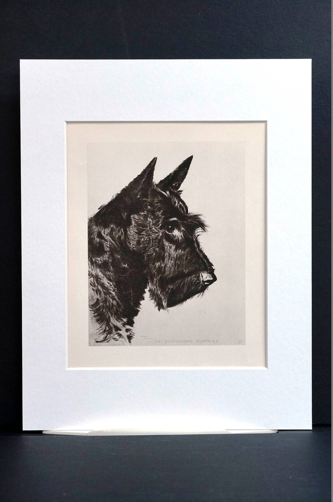 Morgan Dennis SCOTTISH TERRIER PROFILE Portrait Scotty 1946 | Etsy