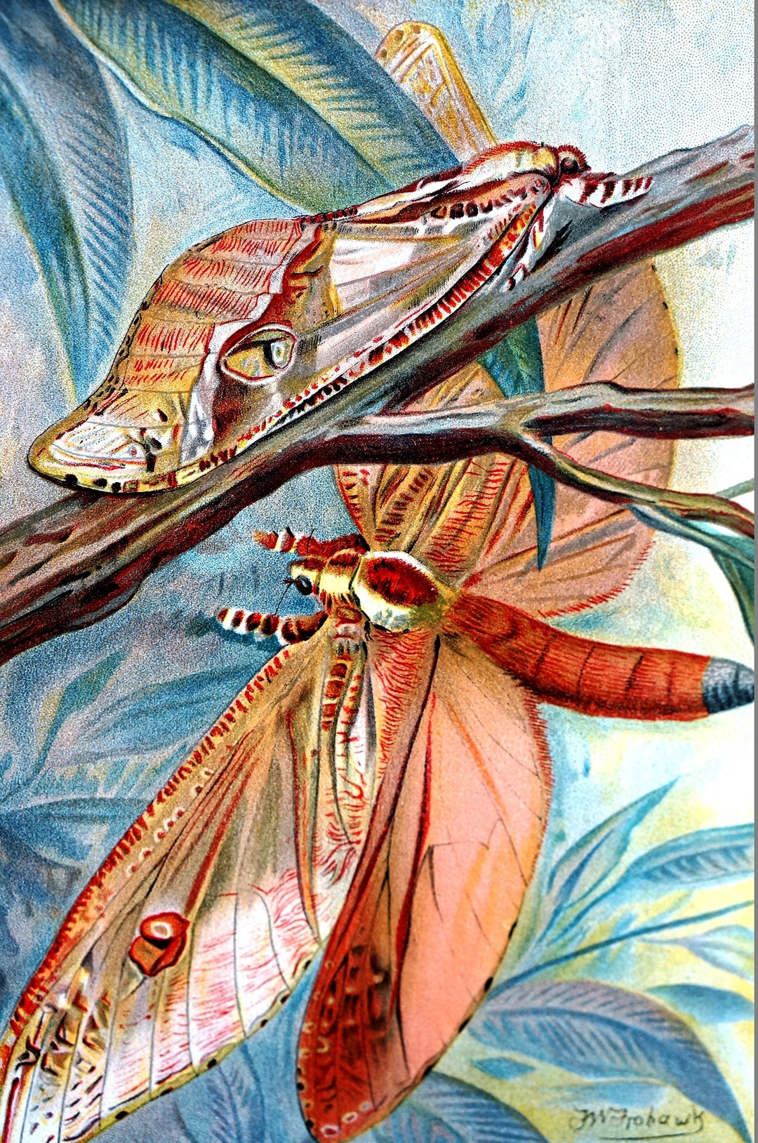 GIANT SWIFT MOTH 1901 Ghost Pindi Hepialidae Family Bardee Bardi Grub ...