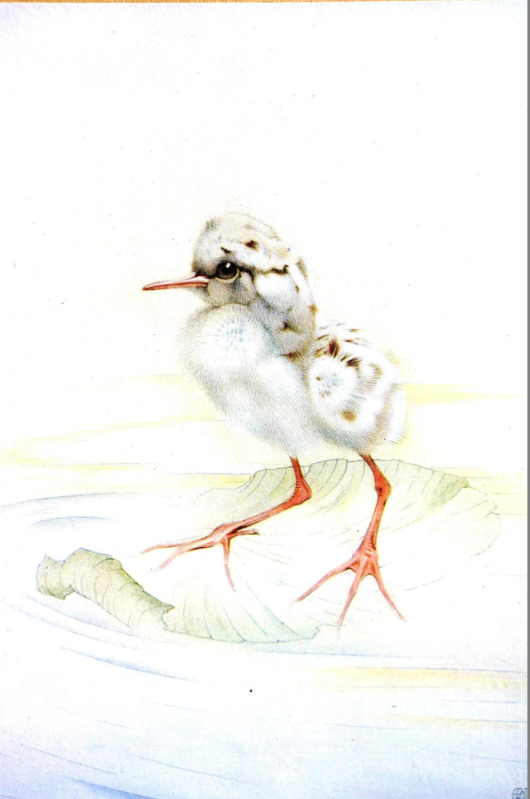 Sweet Baby REDSHANK 1912 Detmold BABY Sea BIRDS Professionally Matted ...