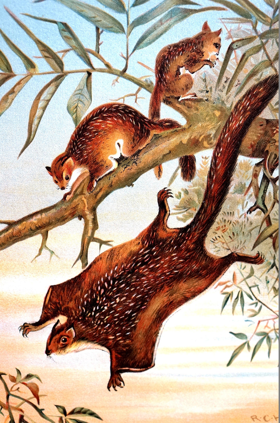 FLYING SQUIRREL Family in Tree Print 1901 RODENT Mammal Natural History ...