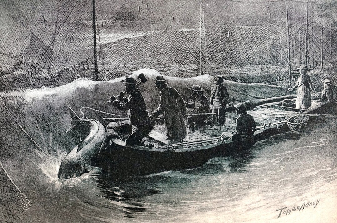 Victorian FISHERMEN 1891 Trapped HORSE MACKEREL Fishing Tappan Adney ...