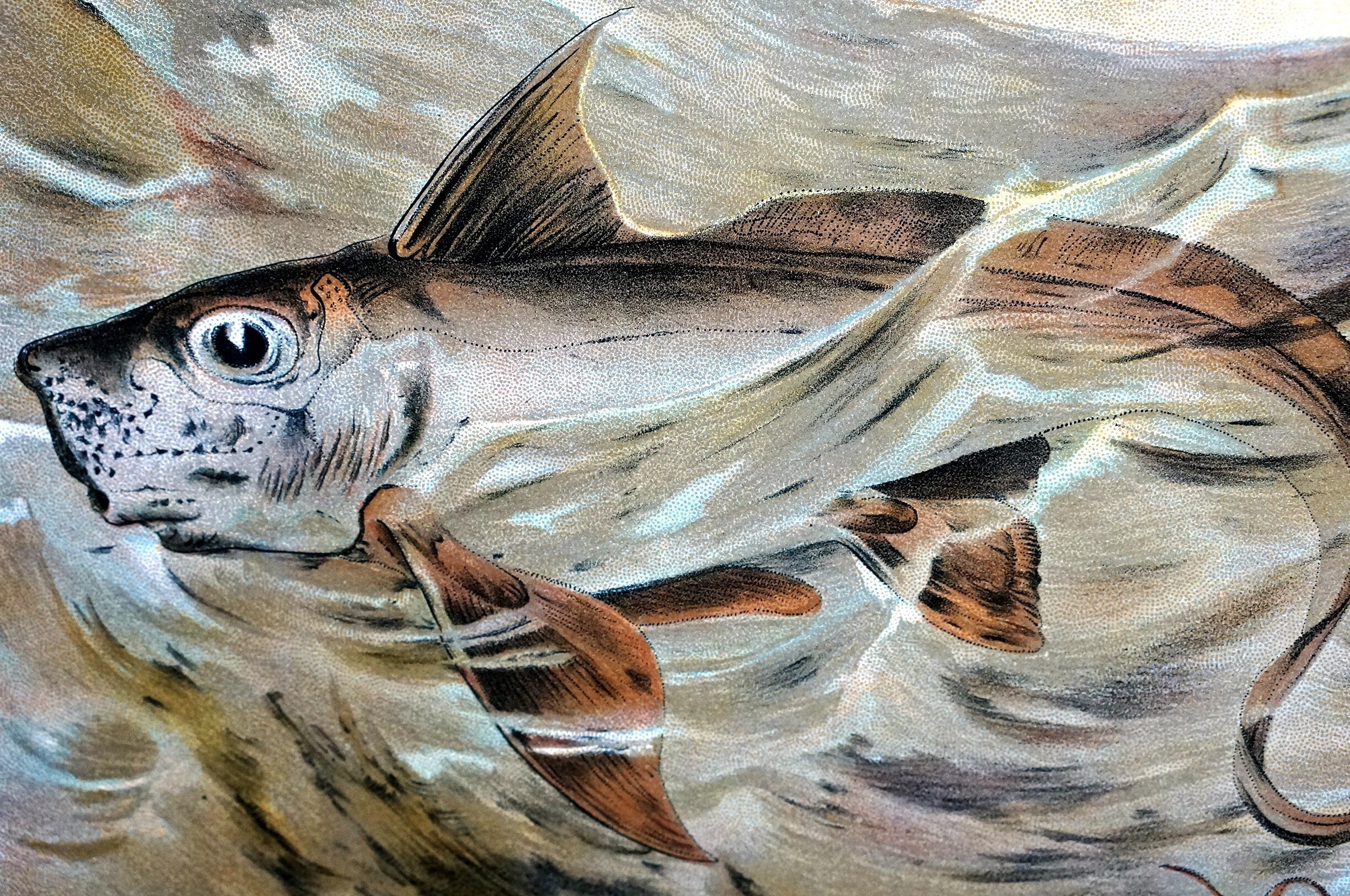 Chimaera Pup Fish