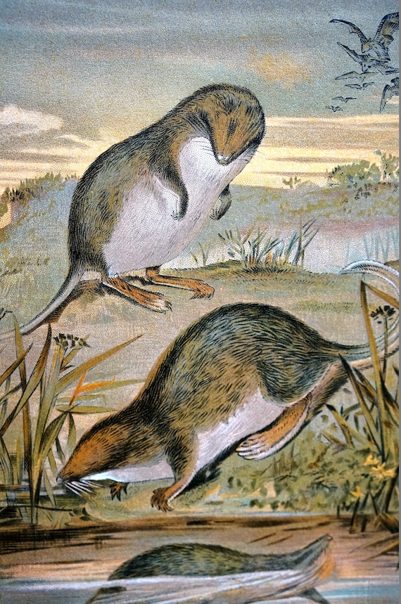 Malayan Water Shrew