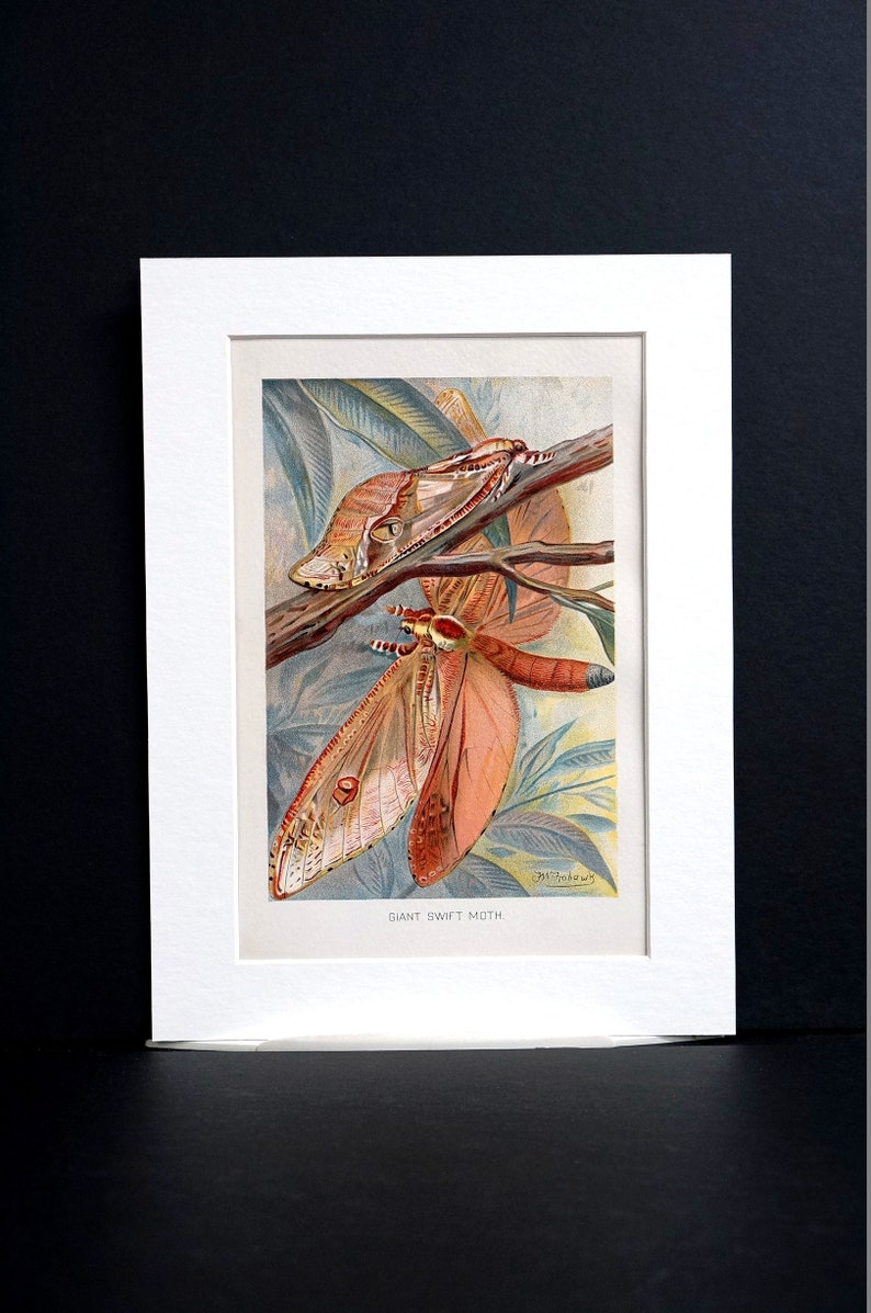 GIANT SWIFT MOTH 1901 Ghost Pindi Hepialidae Family Bardee Bardi Grub ...