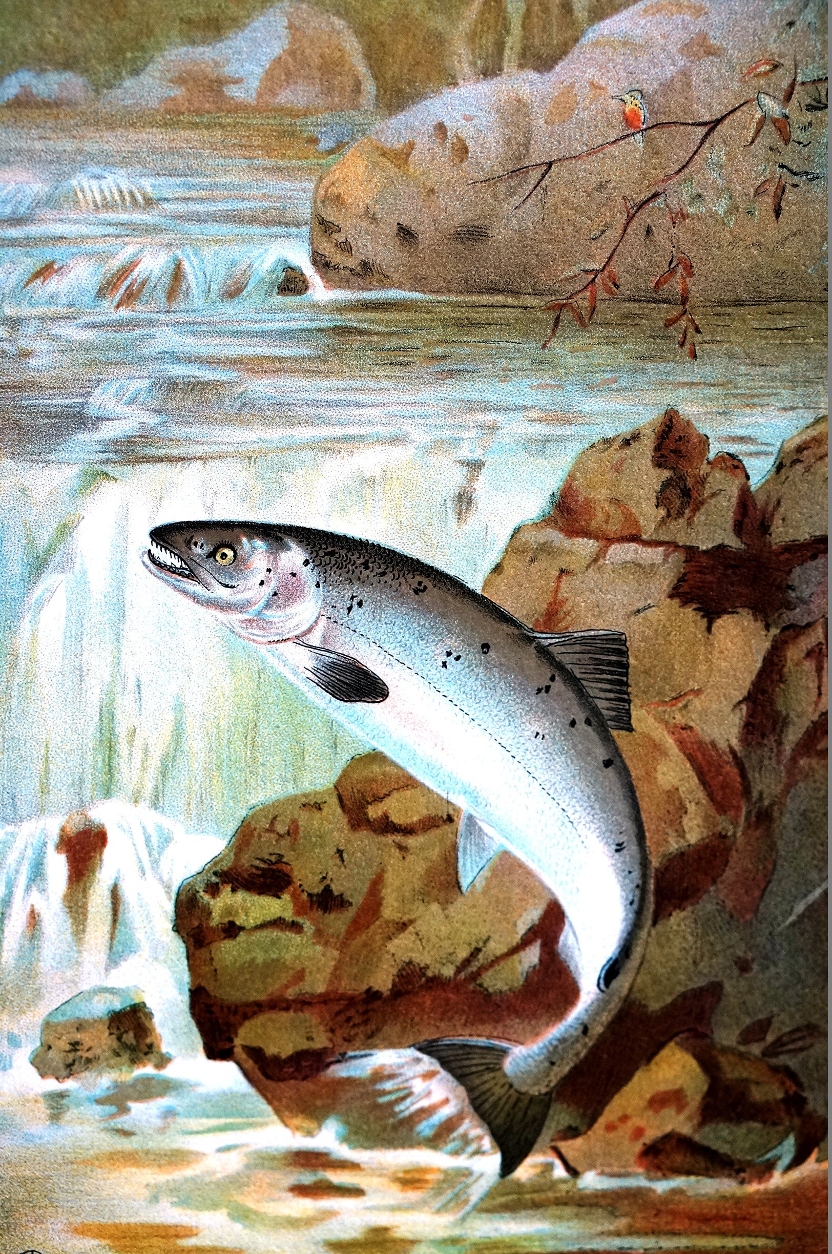 Jumping Salmon Drawing Salmon Jumping Illustration Royalty Free