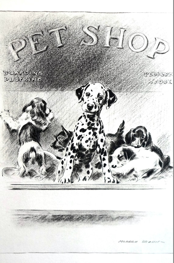 Pet Store Window