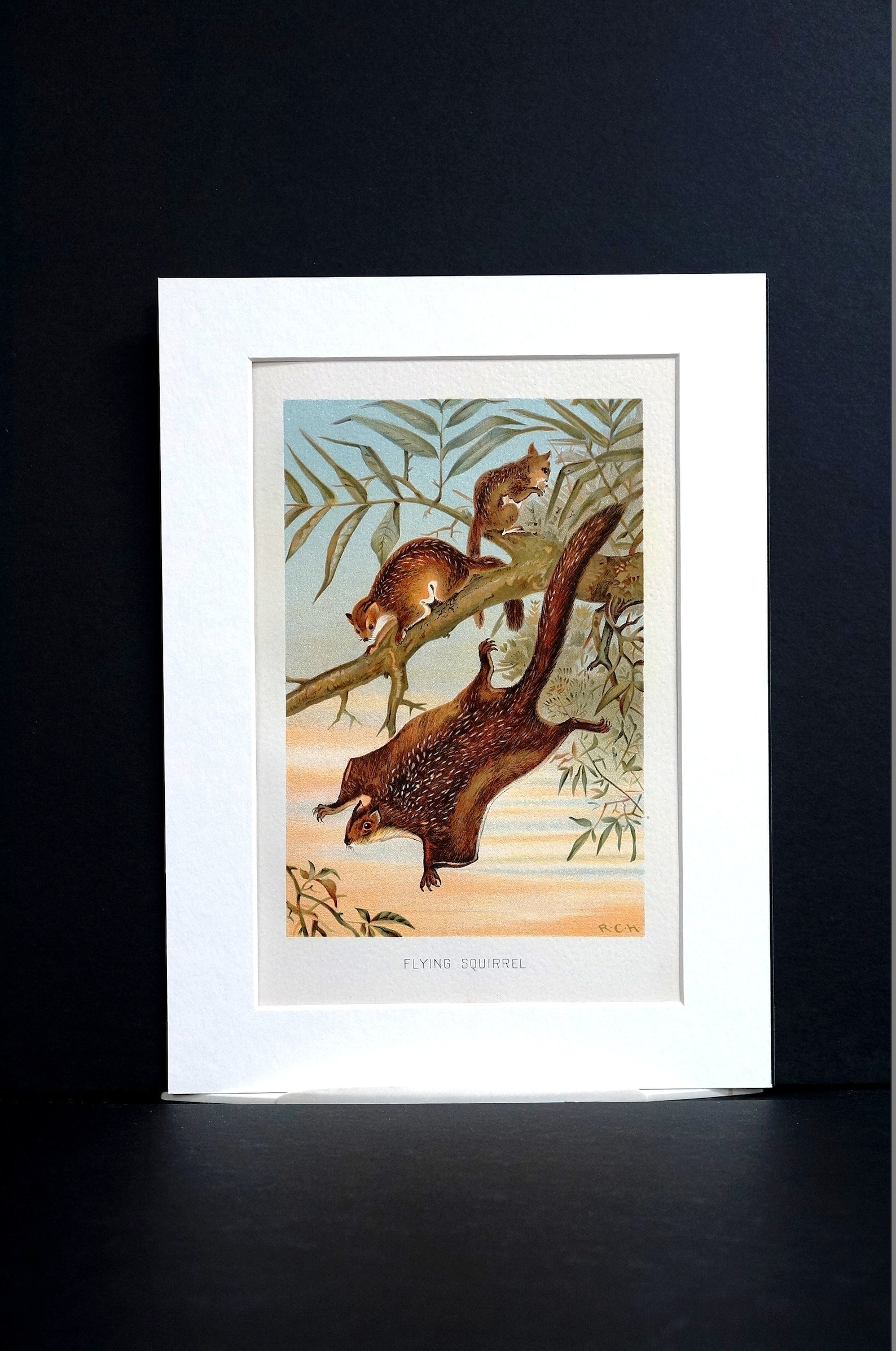 FLYING SQUIRREL Family in Tree Print 1901 RODENT Mammal | Etsy