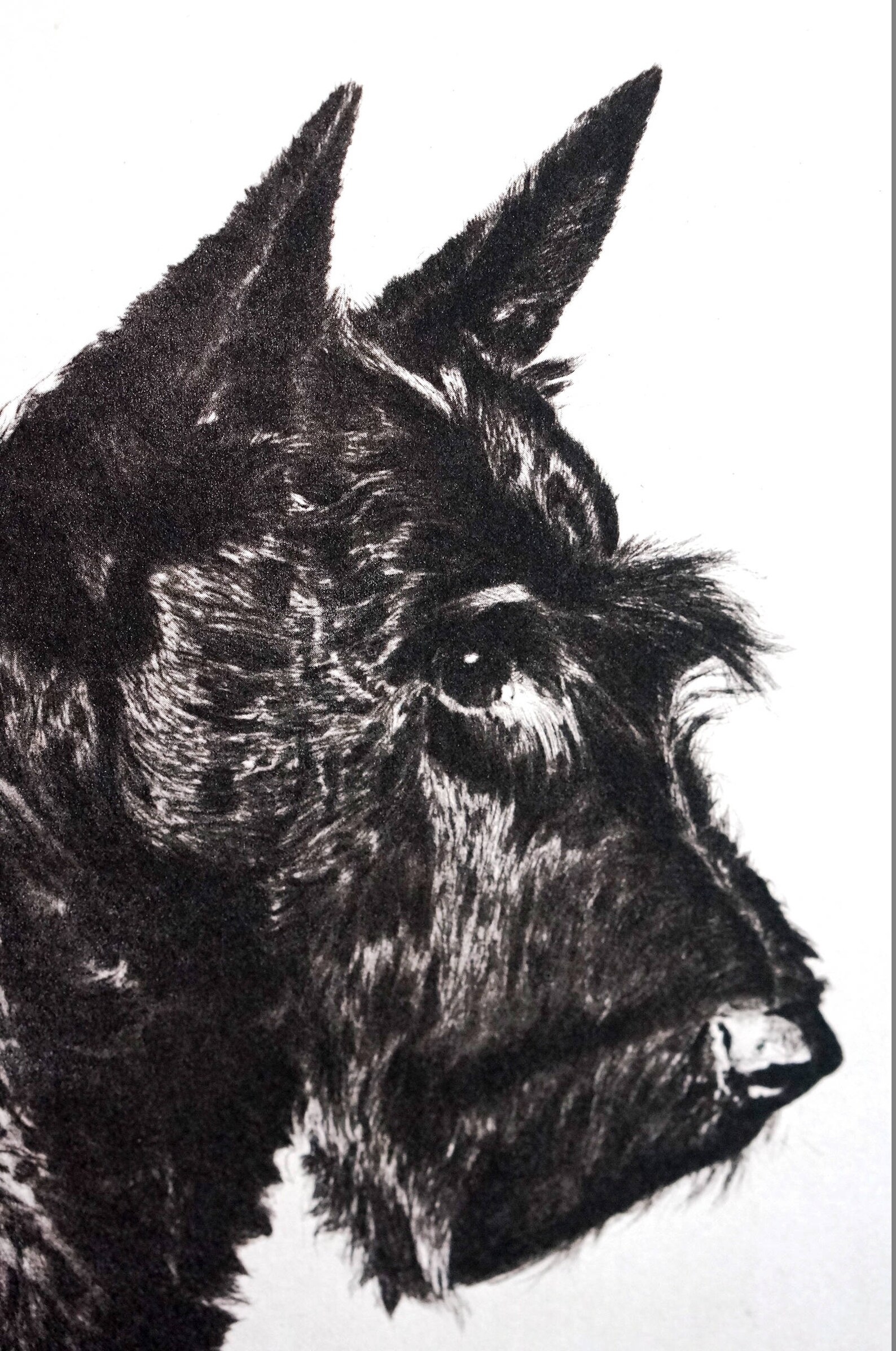 Morgan Dennis SCOTTISH TERRIER PROFILE Portrait Scotty 1946 | Etsy