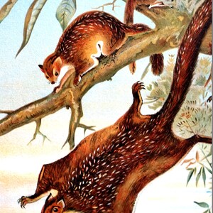 FLYING SQUIRREL Family in Tree Print 1901 RODENT Mammal Natural History ...