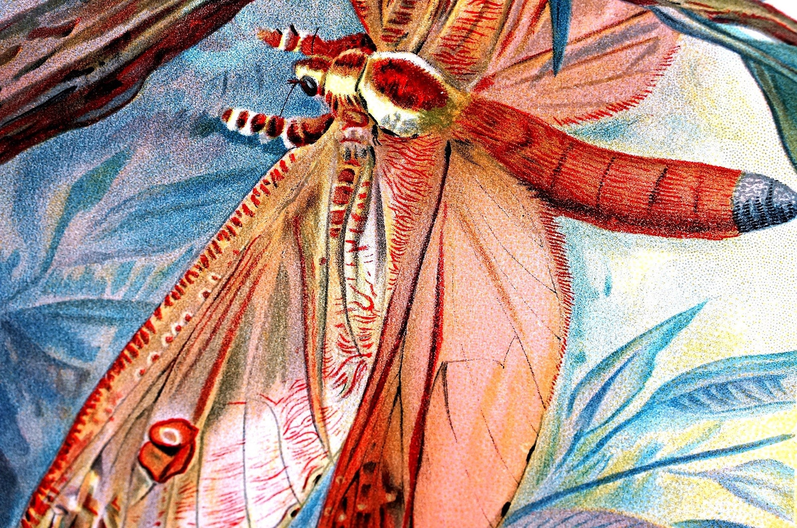 GIANT SWIFT MOTH 1901 Ghost Pindi Hepialidae Family Bardee Bardi Grub ...