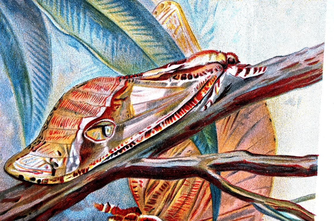 GIANT SWIFT MOTH 1901 Ghost Pindi Hepialidae Family Bardee Bardi Grub ...