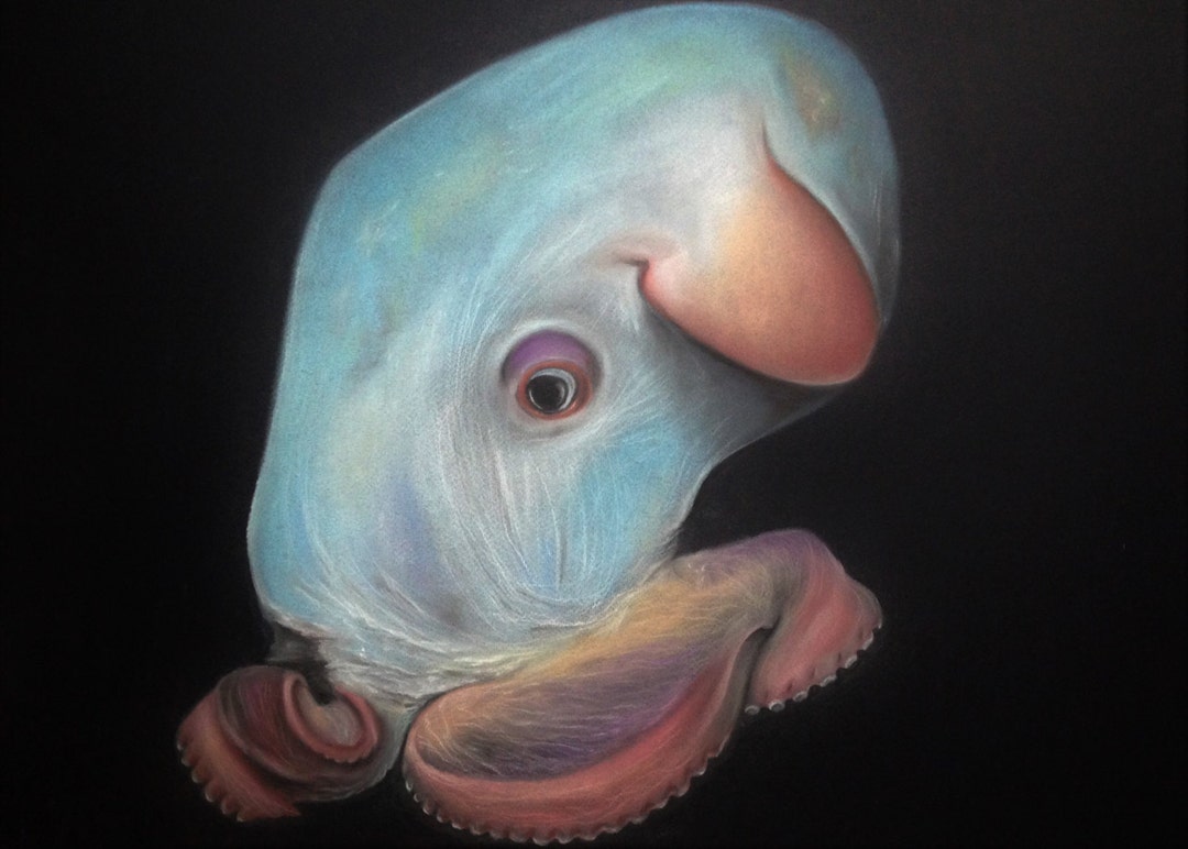 Dumbo Octopus Rare Deep Sea Creature Unframed Soft Pastel Drawing - Etsy