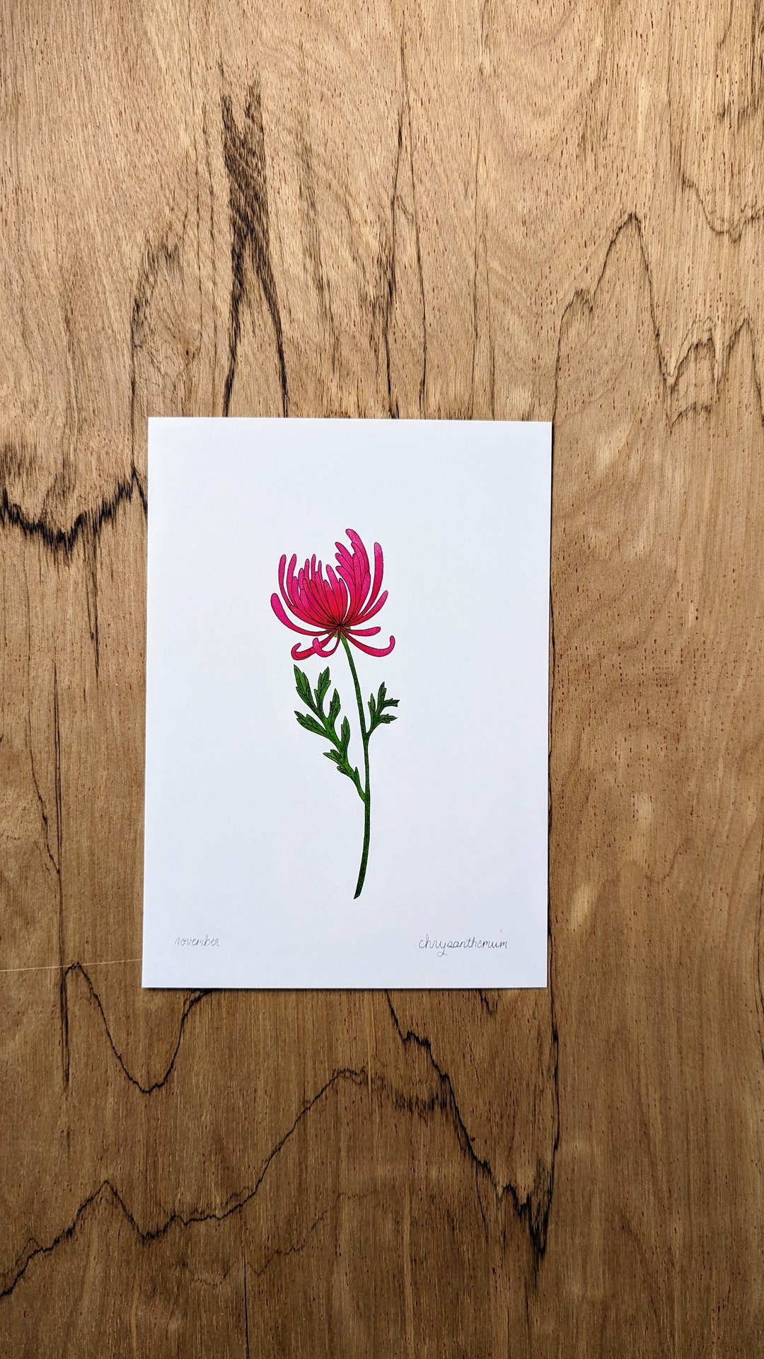 November Birth Month Flower, Chrysanthemum Floral Art Print, 5x7 Glossy ...