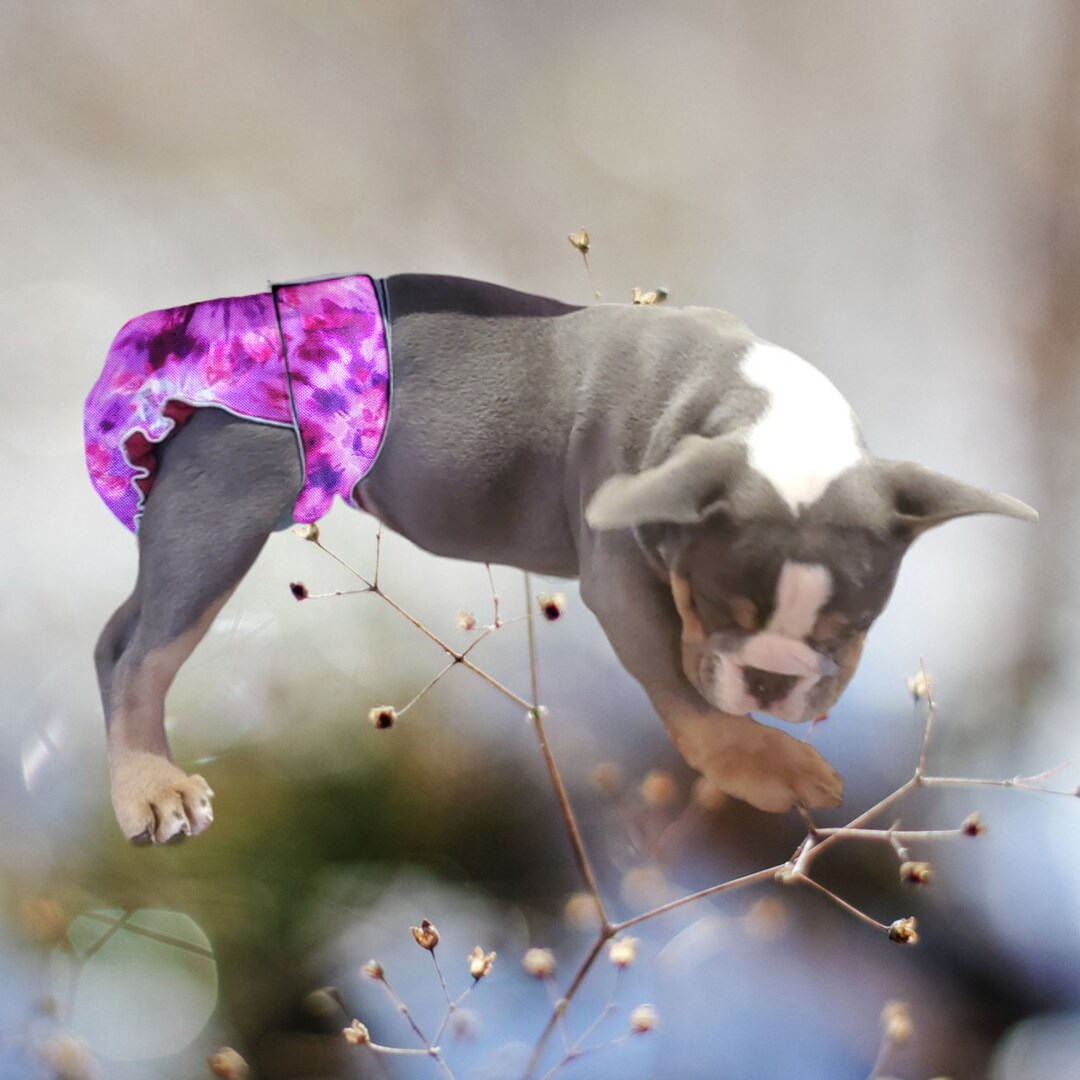 Dog Diapers Without Tail Opening, Colour Prints ,dog Britches, Washable ...