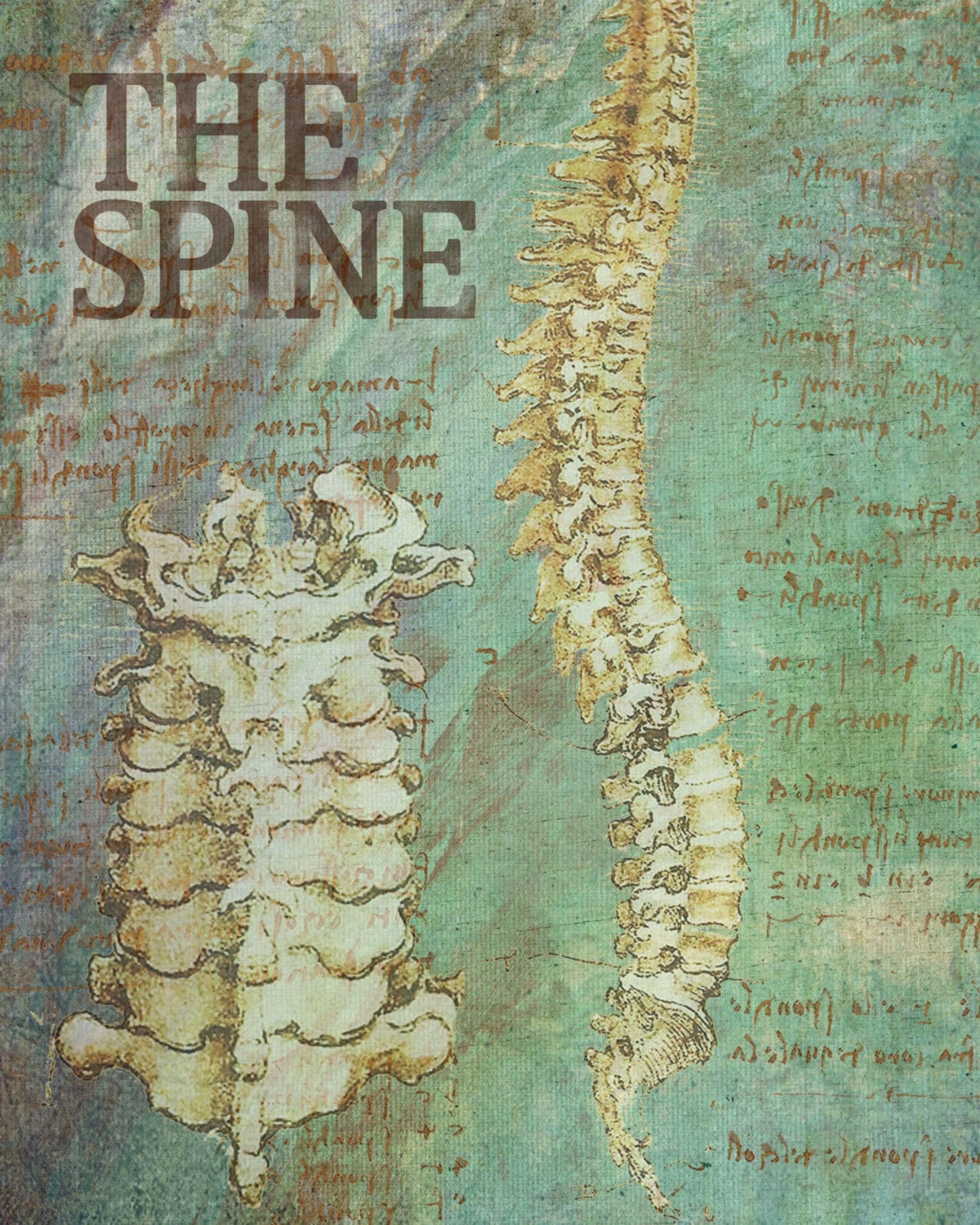 The Spine Chiropractic Anatomy Artwork