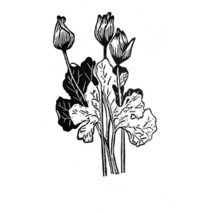 Bloodroot Woodcut Print - Etsy