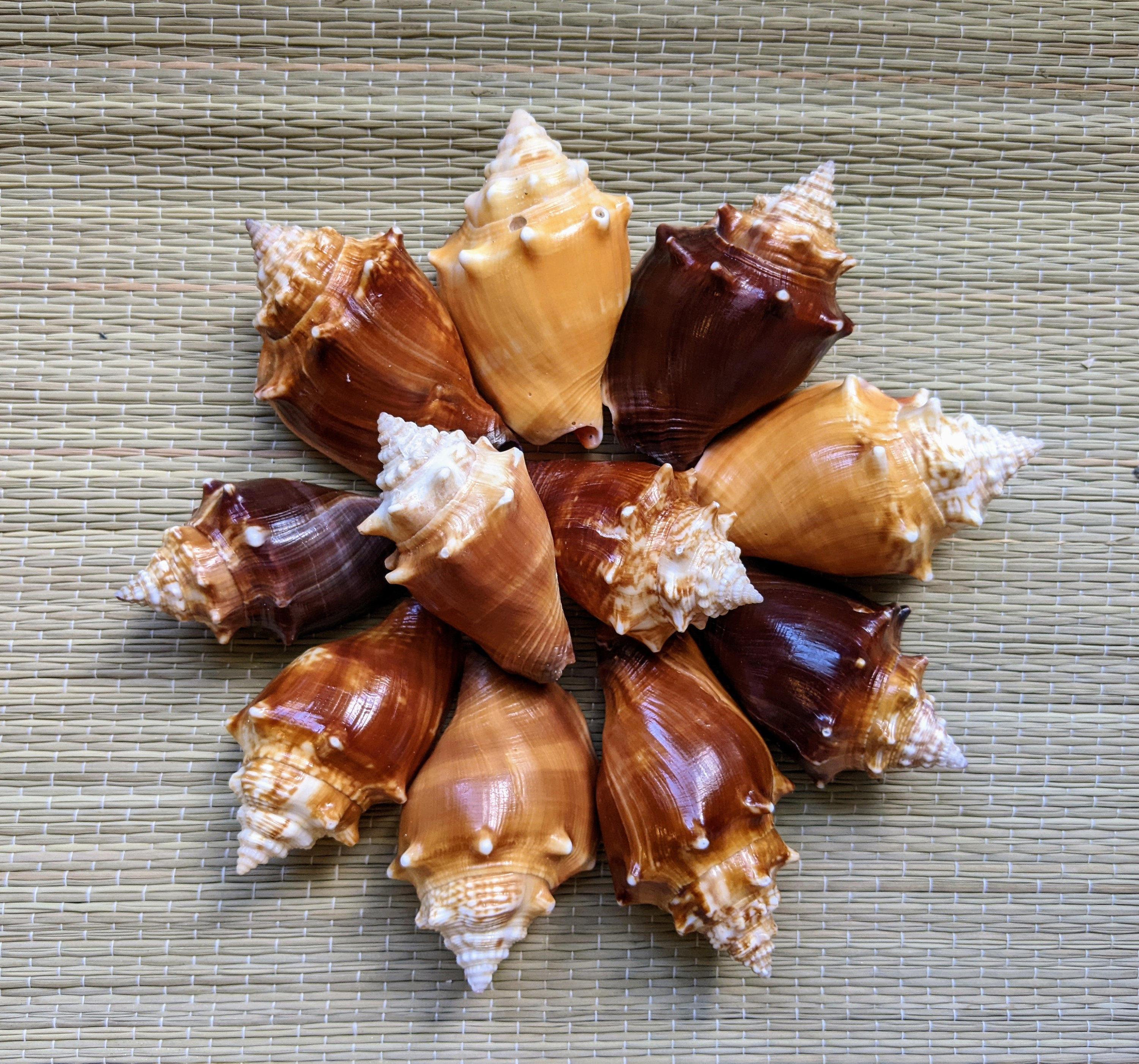 Florida Fighting Conchs, Seashells, 2pcs - Etsy