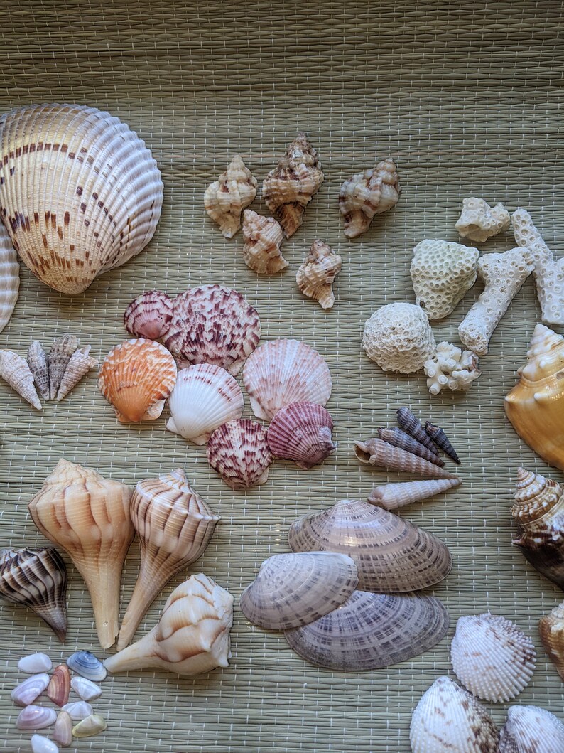 Florida Seashell Mystery Box, Seashell Mystery Box, Bulk Seashells, Seashell Collection - Etsy