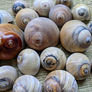 Shark Eye Moon Snail, Hermit Crab Shell - Etsy