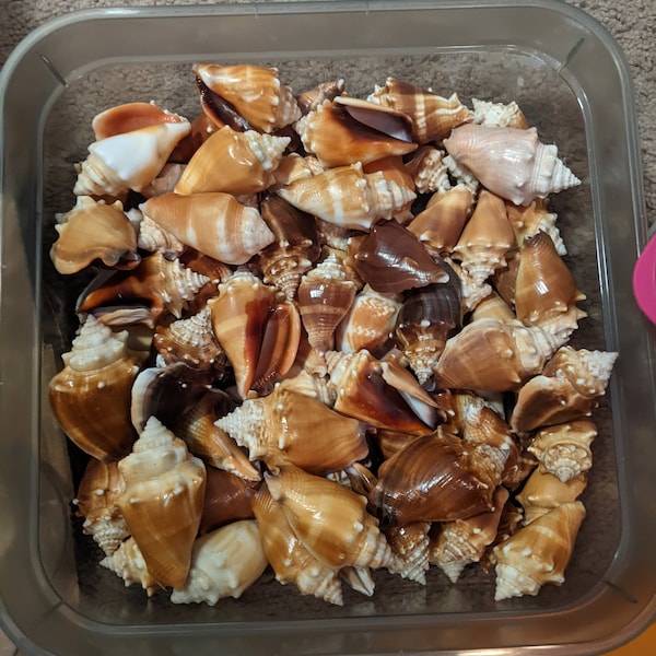 Bulk Seashells - Etsy