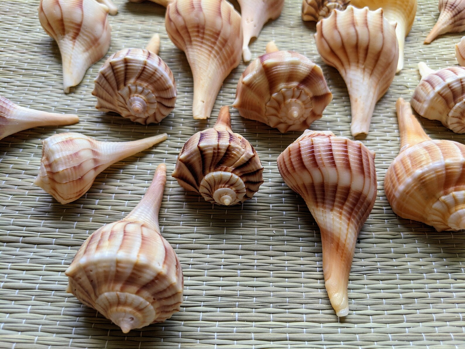Lightning Whelk Shell (individual Shell), Florida Seashells, Bulk ...