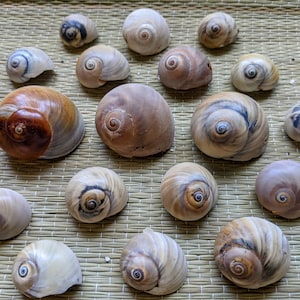 Shark Eye Moon Snail, Hermit Crab Shell - Etsy