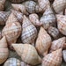 Banded Tulip Shells (2 Pcs), Florida Seashells, Bulk Seashells - Etsy