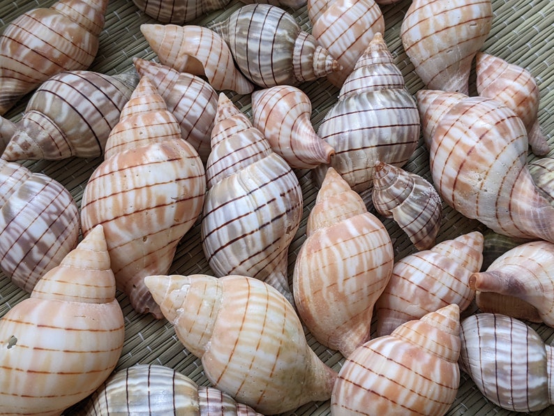 Banded Tulip Shells (2 Pcs), Florida Seashells, Bulk Seashells - Etsy