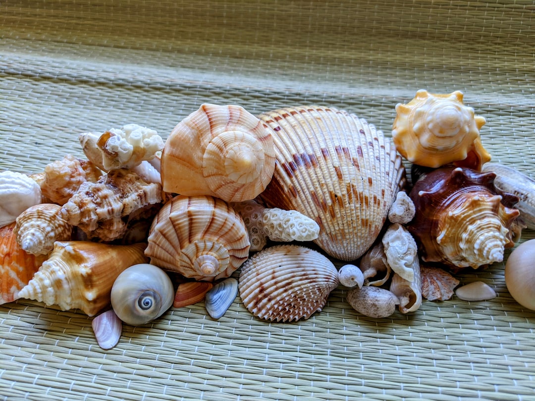 Florida Seashell Mystery Box, Seashell Mystery Box, Bulk Seashells, Seashell Collection - Etsy
