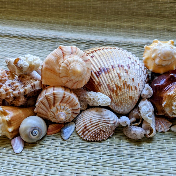 Seashell Collection - Etsy