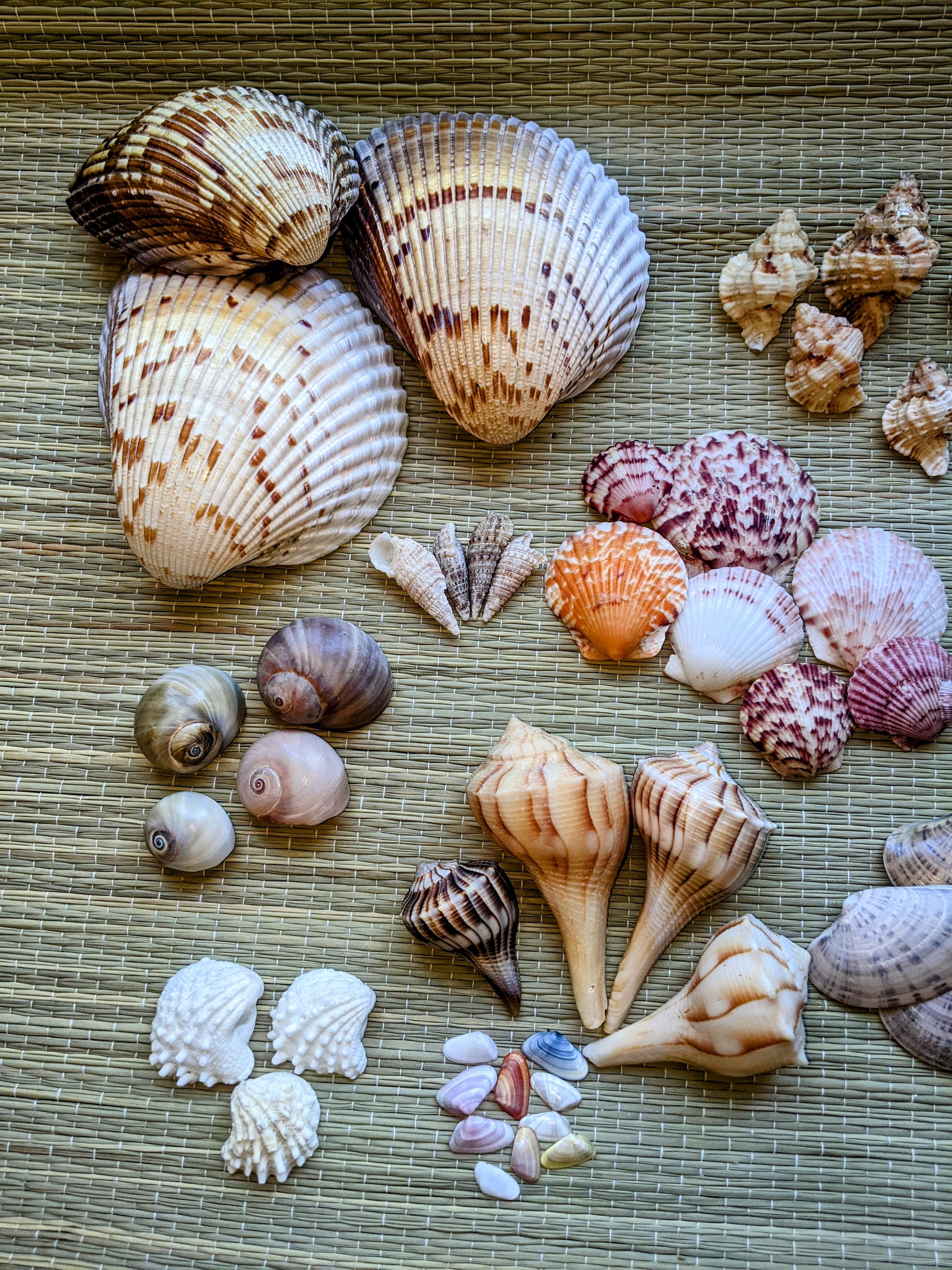 Florida Seashell Mystery Box, Seashell Mystery Box, Bulk Seashells, Seashell Collection - Etsy