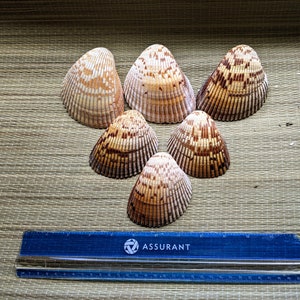 Giant Atlantic Cockle Shell - Etsy