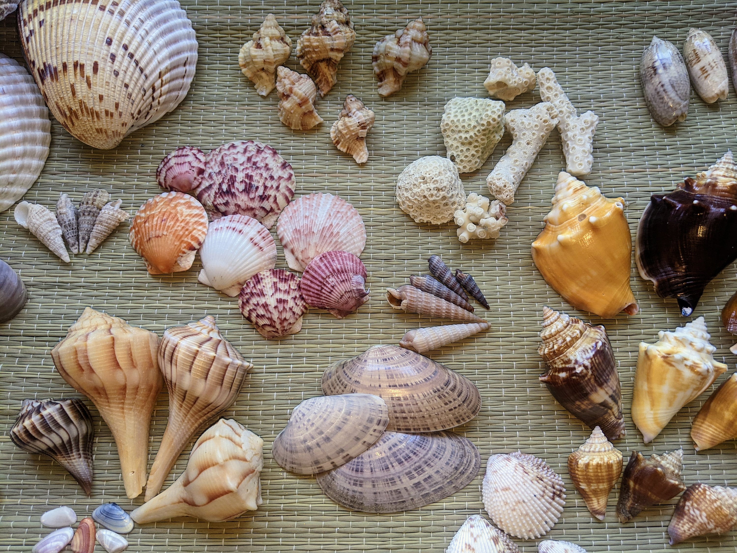 Florida Seashell Mystery Box, Seashell Mystery Box, Bulk Seashells ...