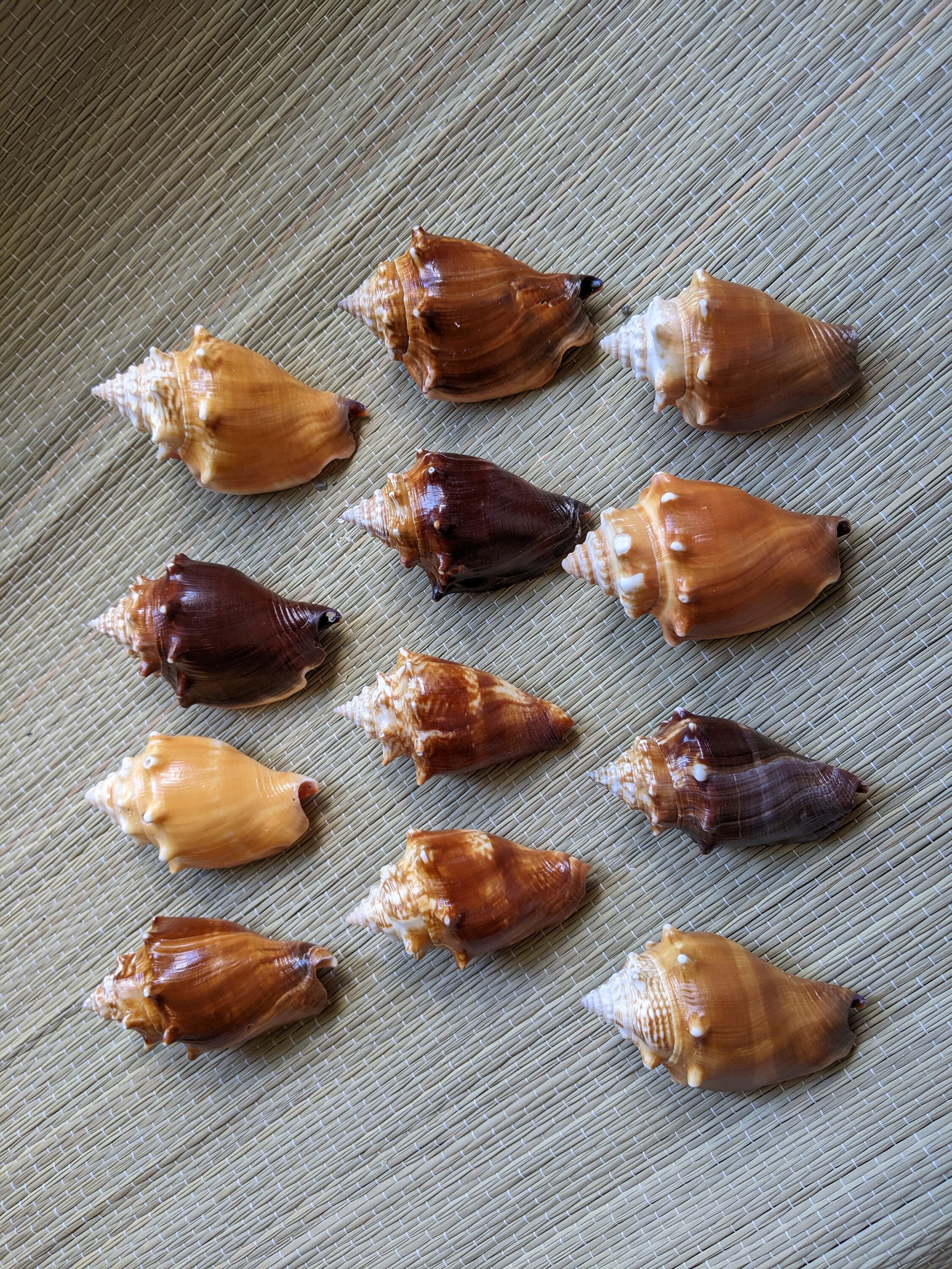 Florida Fighting Conchs, Seashells, 2pcs - Etsy