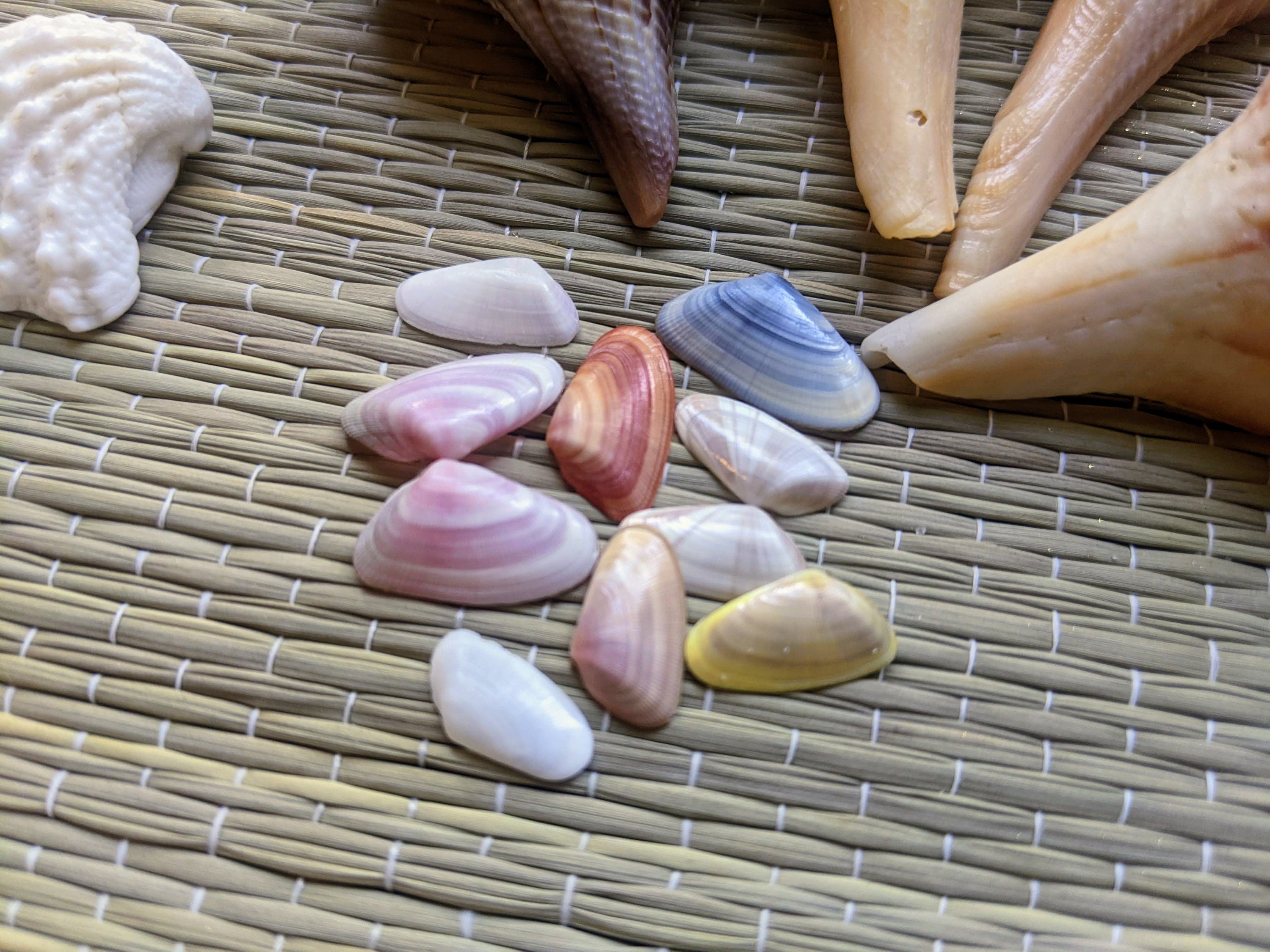 Florida Seashell Mystery Box, Seashell Mystery Box, Bulk Seashells ...