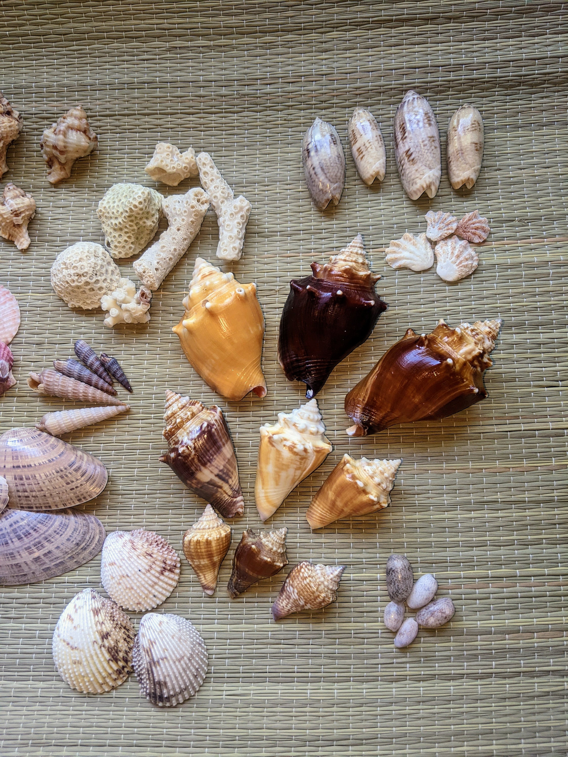 Florida Seashell Mystery Box, Seashell Mystery Box, Bulk Seashells, Seashell Collection - Etsy